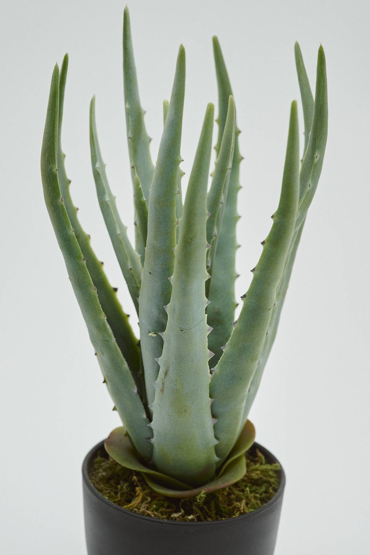 Sábila Decorativa con Macetero | Deprati Tienda Online
