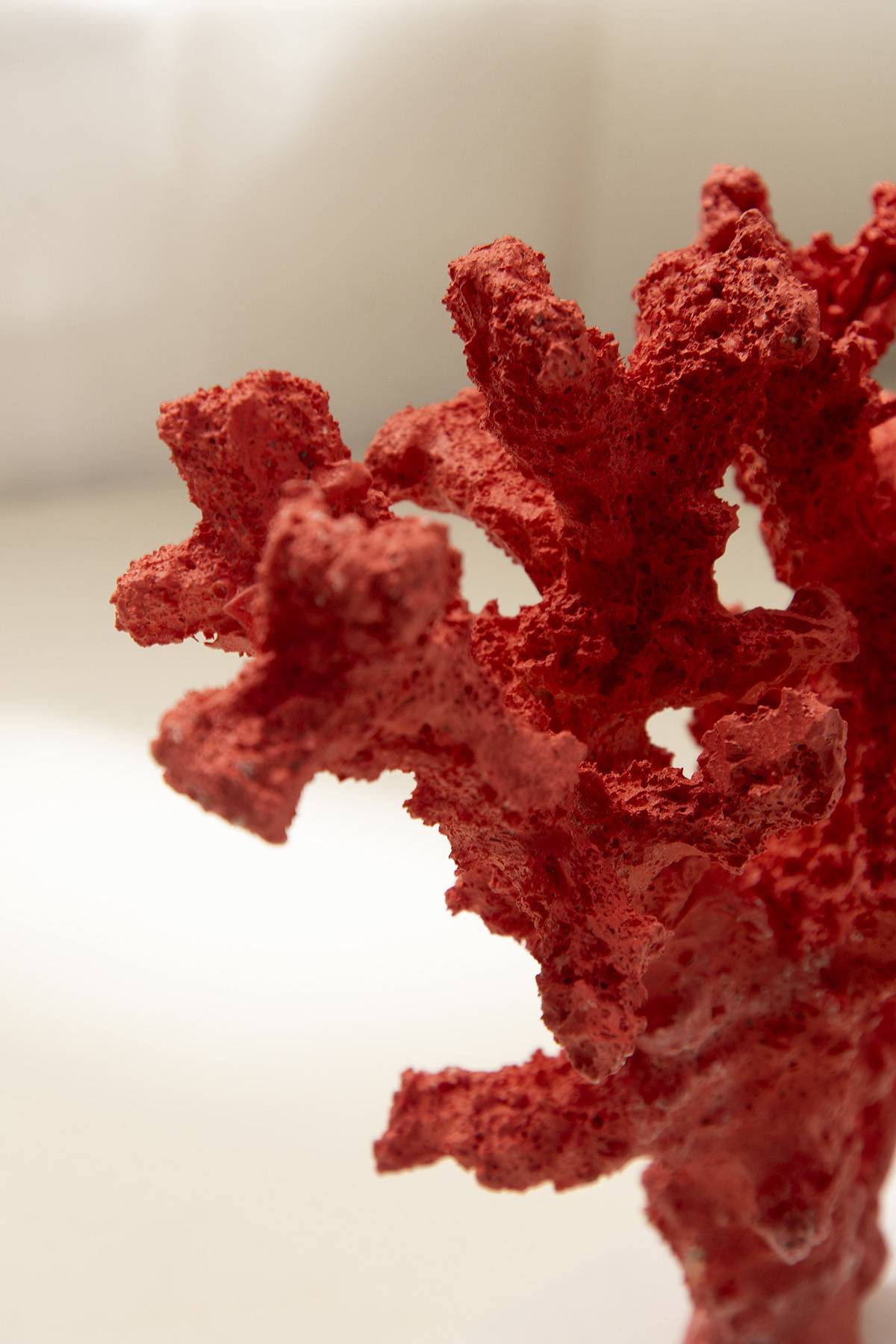 Figura Decorativa Coral Concepts | De Prati Tienda Online