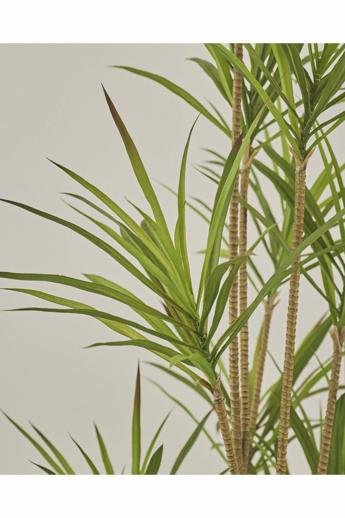 Planta Decorativa Deconova | Deprati Tienda Online