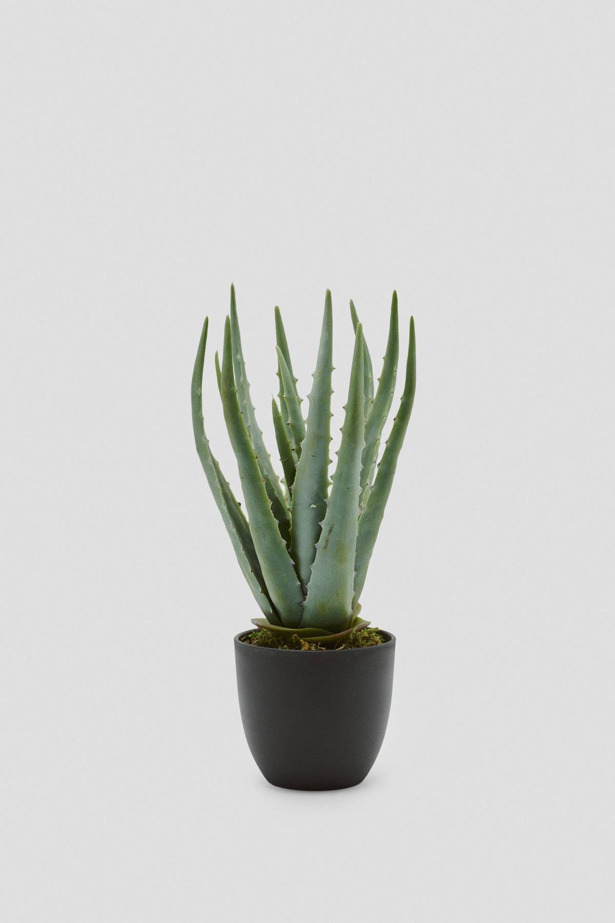 Sábila Decorativa con Macetero | Deprati Tienda Online