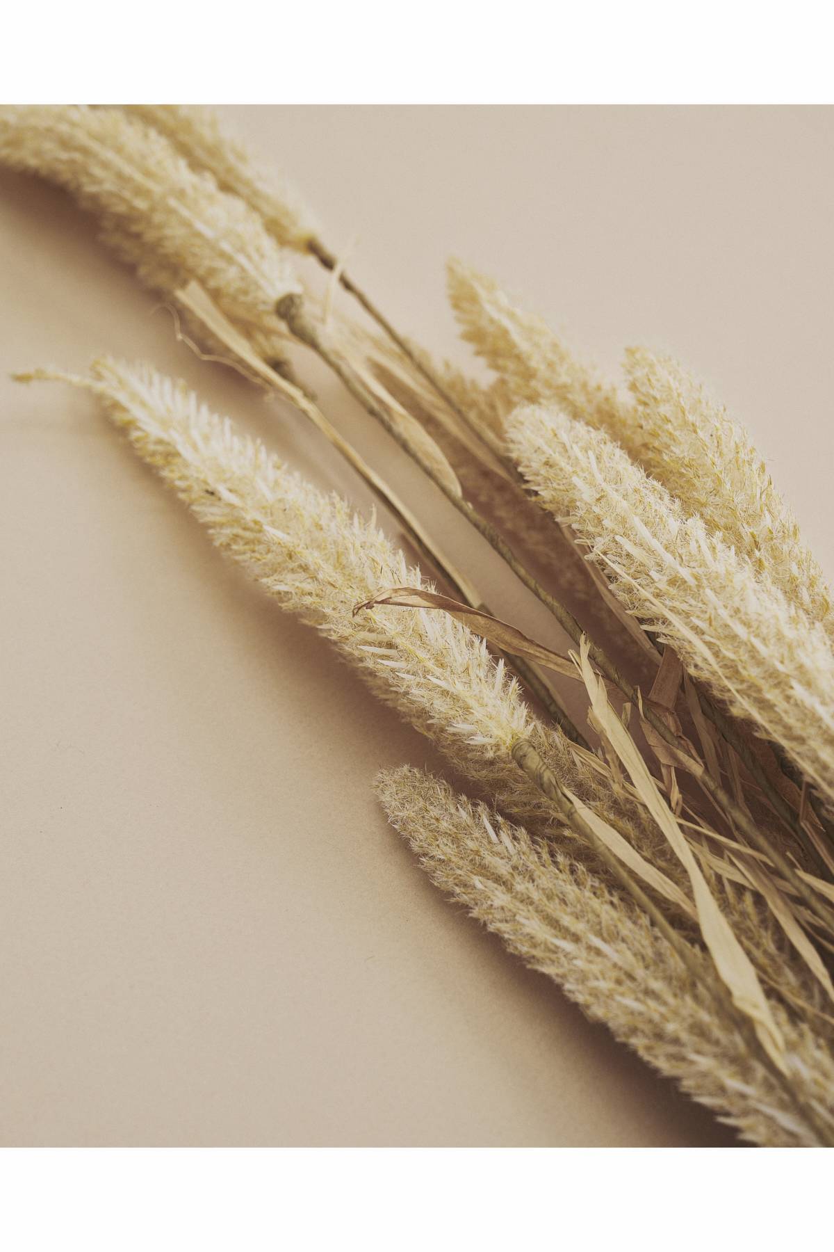 Ramo Decorativo Camel Concepts | De Prati Tienda Online